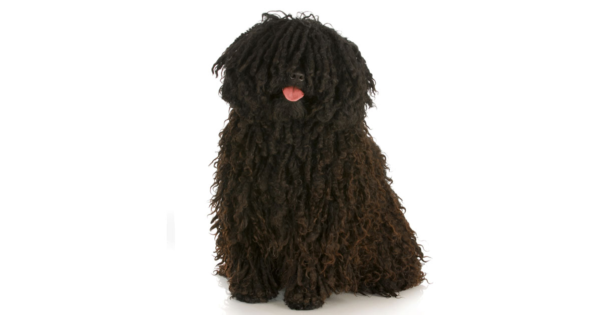 Puli Breeders Australia | Puli Info & puppies