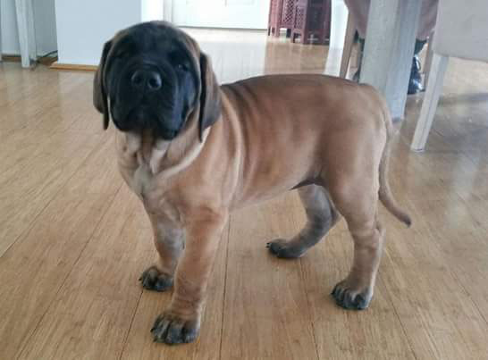 Mastiff Breeders Australia | Mastiff Info & puppies