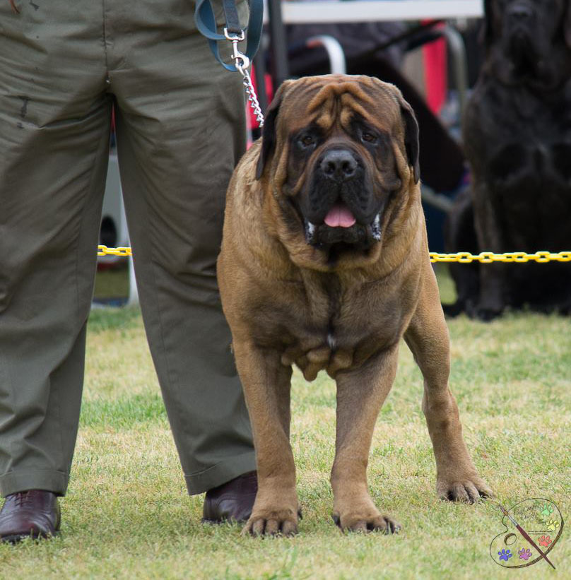 Mastiff Breeders Australia | Mastiff Info & puppies
