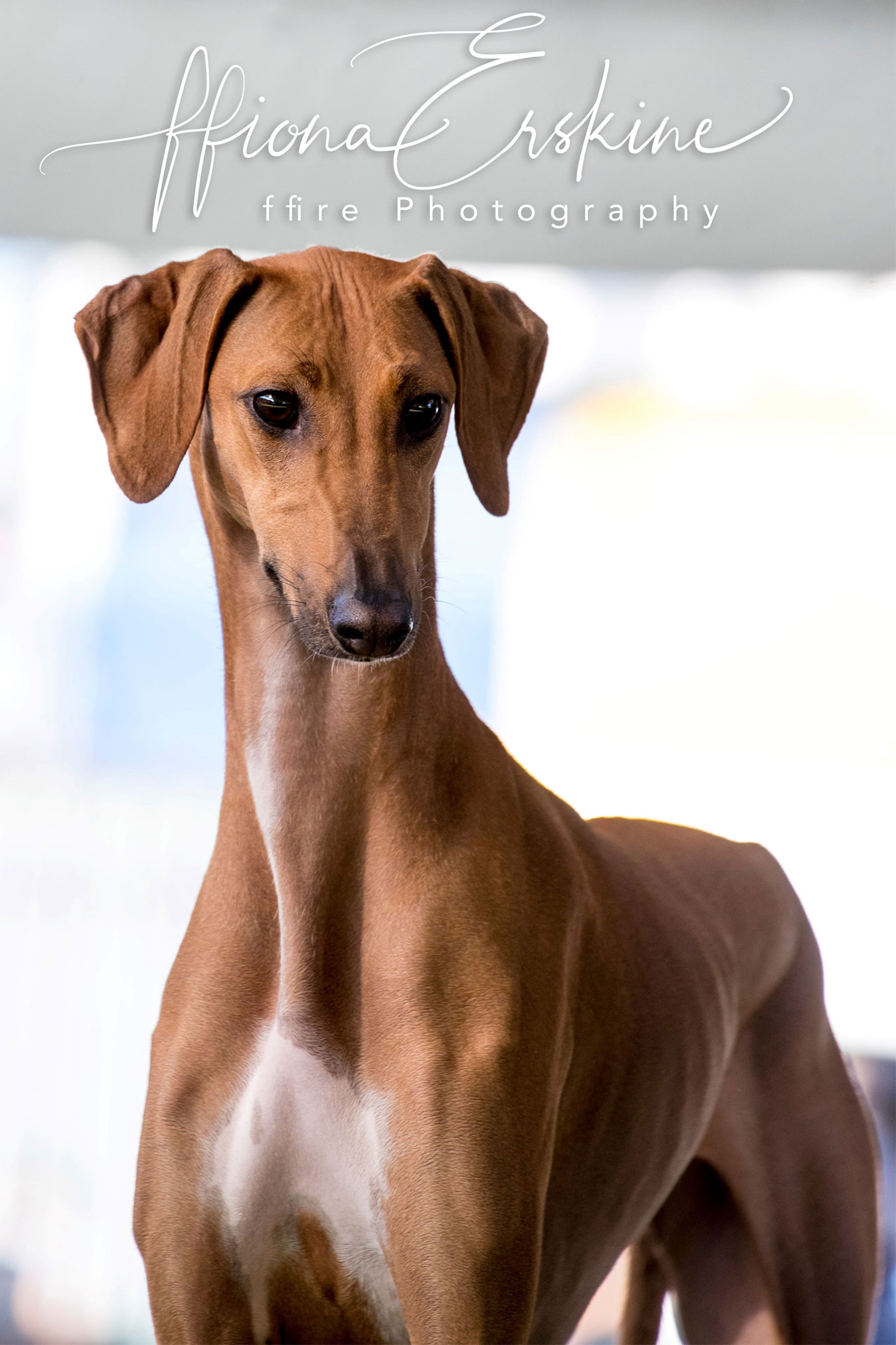 Azawakh Breeders Australia | Azawakh Info & puppies